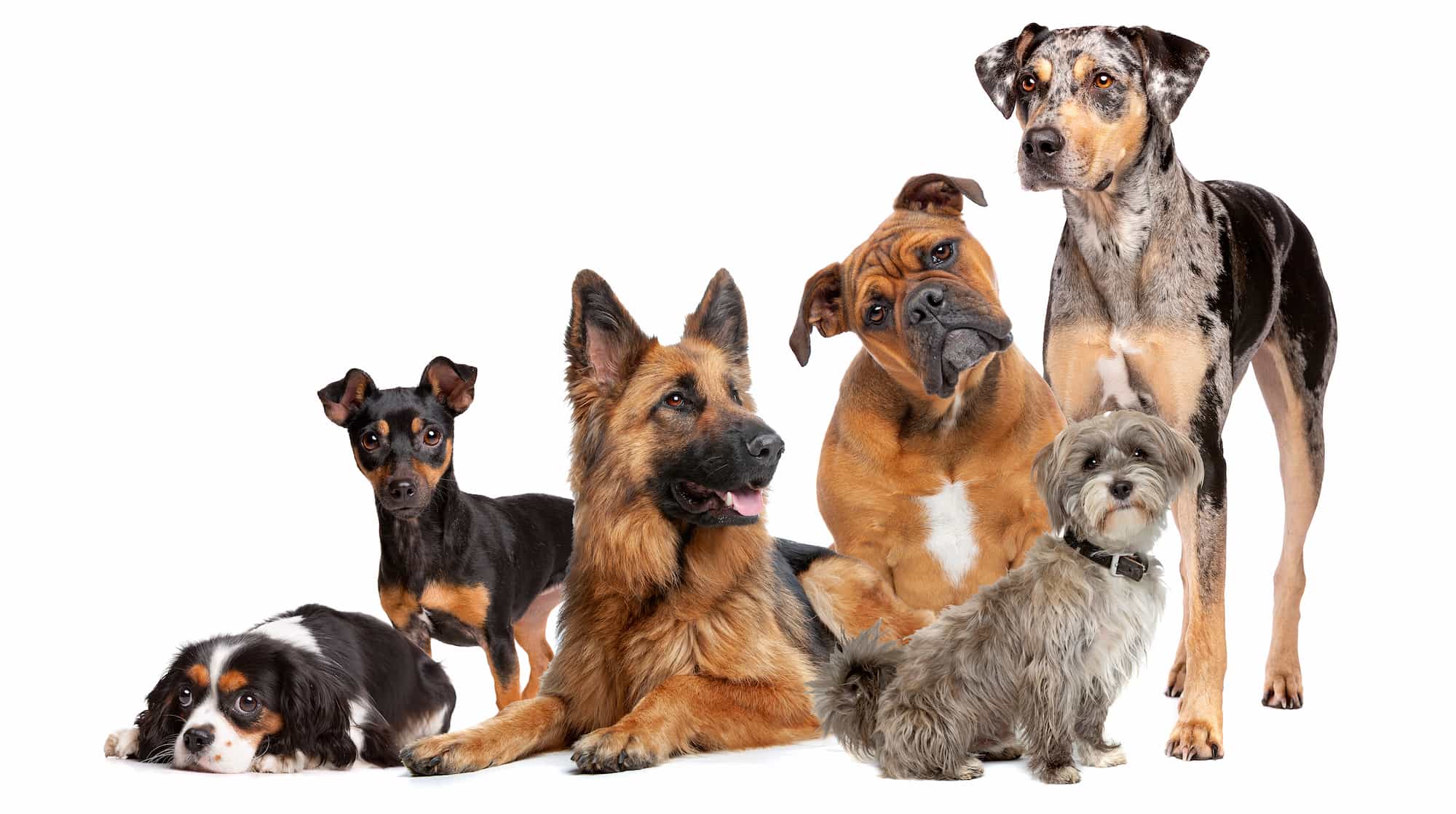 ¿Cómo elegir la raza de perro adecuada para mí? - Patitas Educadas